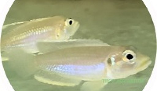 Lamprologus Ocellatus Blue